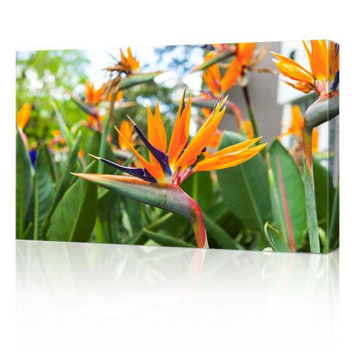 Canvas Prints – Officeworks Photos